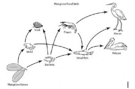 Mangrove Forest Food Web
