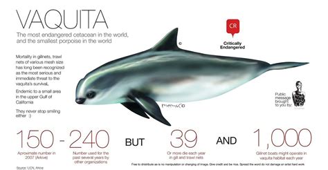 Bold Effort Underway To Save The Vaquita Porpoise From Extinction