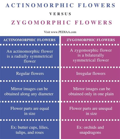 What Is The Difference Between Actinomorphic And Zygomorphic Flower