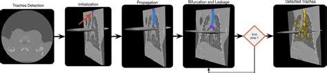 3 Airway Tree Extraction Workflow Step 1 Trachea Seed Detected By Download Scientific Diagram