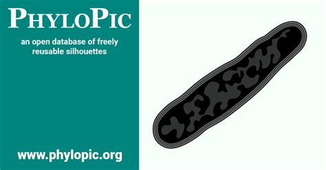 Methanobacterium Formicicum By Matt Crook Cc By Sa 30 Phylopic