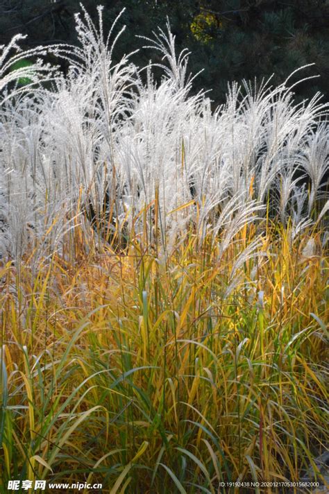 荻草风景摄影图花草生物世界摄影图库昵图网