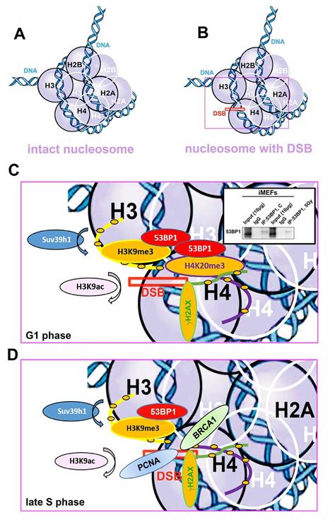 Schematic Illustration Of A Nucleosome With Dsb Occupied By Studied