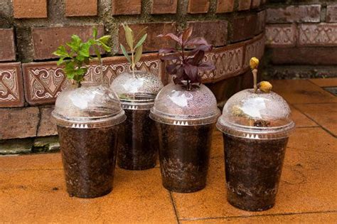15 Diy Plant Propagator Ideas To Grow Seeds And Cuttings