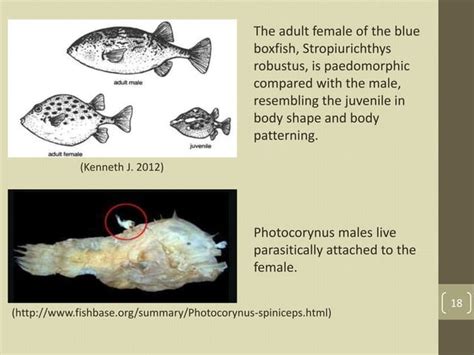 Heterochrony Evolution Vs Development Pptx
