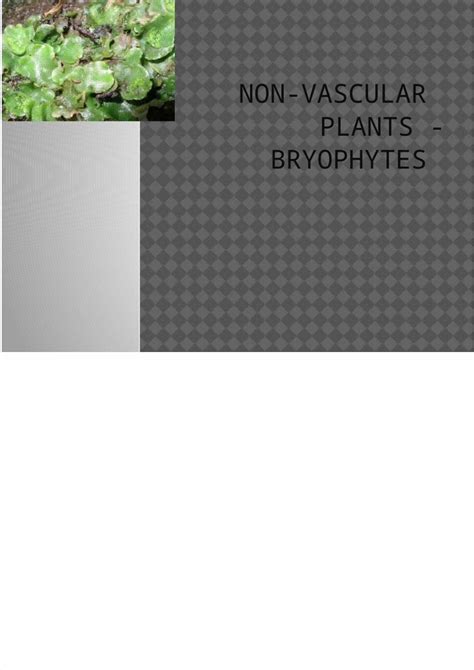 PPTX Non Vascular Plants Bryophytes DOKUMEN TIPS