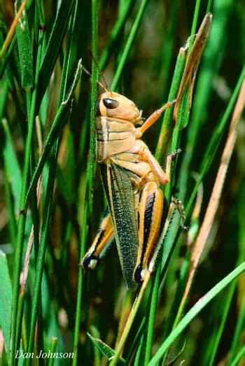 Two Striped Grasshopper Albertaca