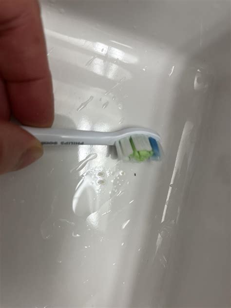 Teenie Tiny Black Bug In Sink Rwhatsthisbug