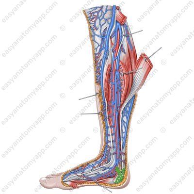 Posterior Tibial Artery Easy Anatomy 3d