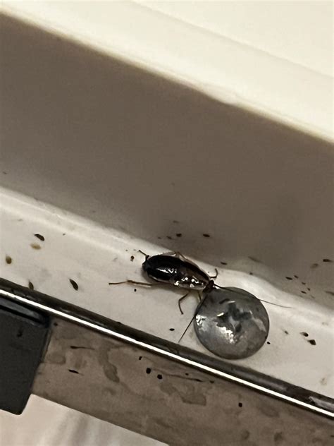 Sorry To Bug Ya But Is This A Cockroach Rexterminators