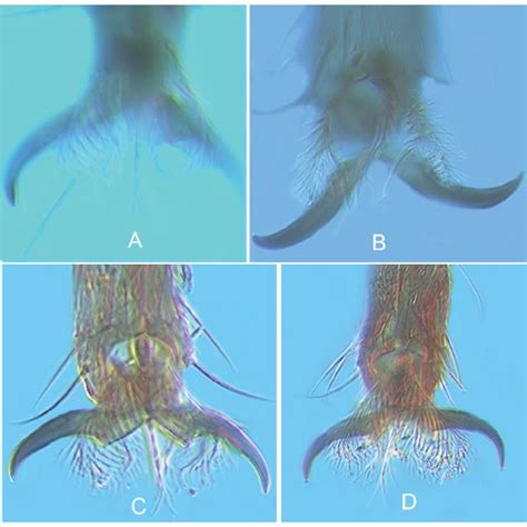 Polypedilum Spp Adult Pulvilli Of A P Nubifer Skuse B P