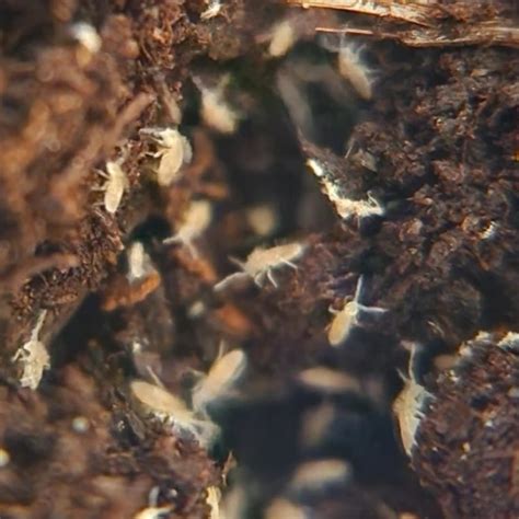 Coecobrya Communis Sinella Pink Tropical Springtails More Invertebrate By Iheartbugs Inc