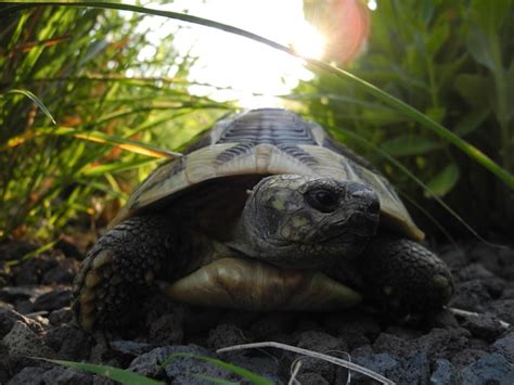 Premium Photo Close Up Of Tortoise On Grass