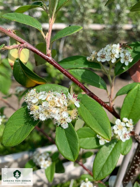 Cotoneaster Watereri Pendulus Baumschule Lve