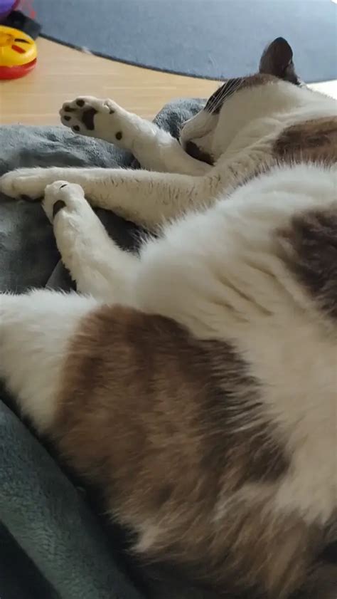 Wiggle Wiggle Wiggle Scrolller