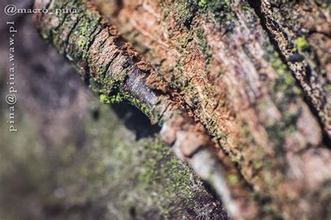 Ta Sama śliwa Ale Z Innej Strony The Same Plum Tree But From A Different Side