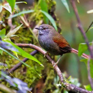 Pi Puí Synallaxis Cinerascens Wikiaves A Enciclopédia Das Aves Do