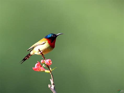 太阳鸟360百科