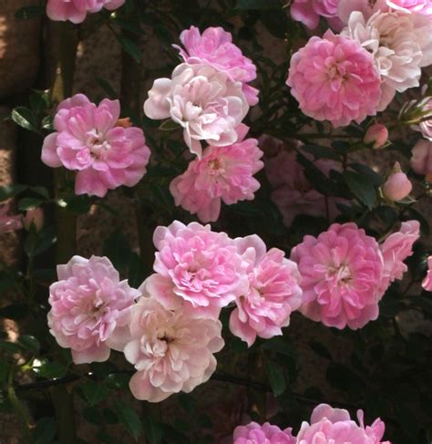 夢乙女（ピンク系バラ） 薔薇・バラ・ばら