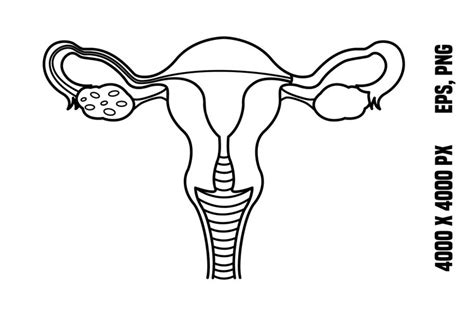 Female Reproductive System For Coloring