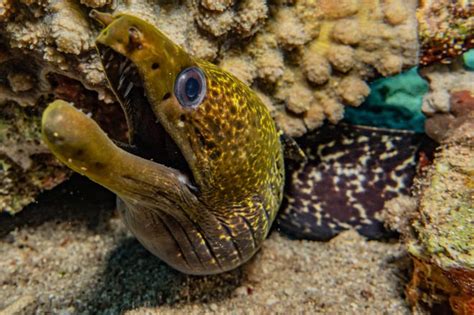 The Mystery And History Of Eel Mating Popular Science