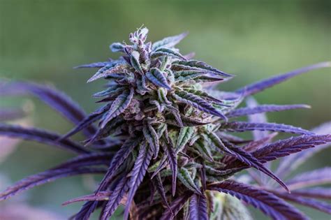 Purple Bud Strain Images Free Download On Freepik