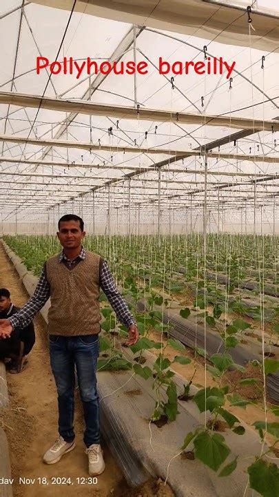 Small Clip Pollyhouse Polyhouse Nethouse Bareilly Pollyhouse Agriculture Farming Business