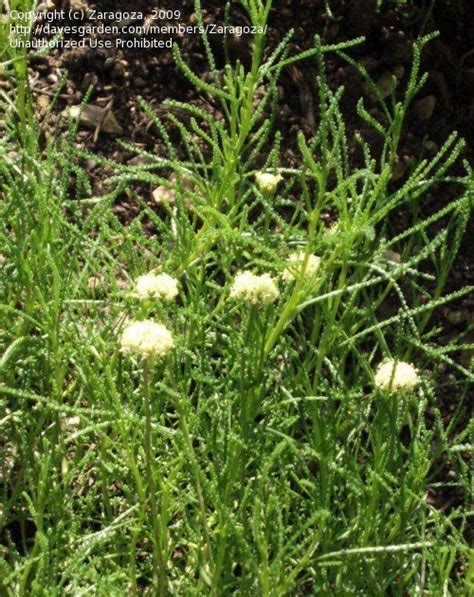 Plantfiles Pictures Santolina Species Green Lavender Cotton Holy