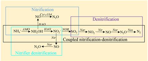 Nitrification Equation