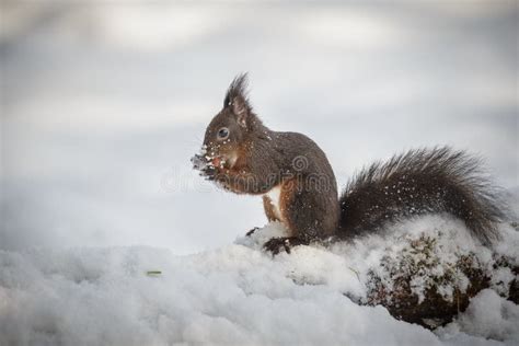 Red Squirrel On Snow Stock Image Image Of Birch Forest 49552145