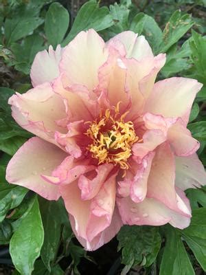 Paeonia Itoh Scrumdiddlyumptious Peony Lactiflora From Colesville Nursery