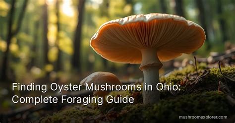Oyster Mushrooms In Ohio Odnr Wayne And Wood Safety Mushroom Explorer
