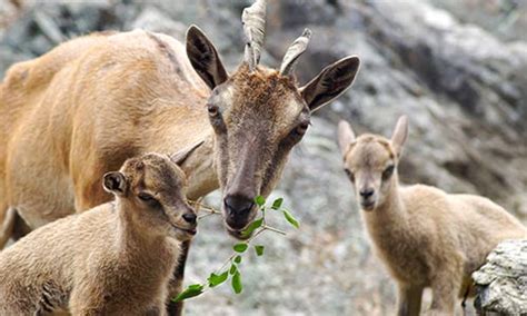 Markhor Stone Zoo