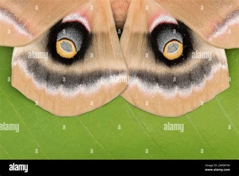 Polyphemus Moth In Startle Display Mode Note Rain Drops On The Wings Hindwings Mimic Large