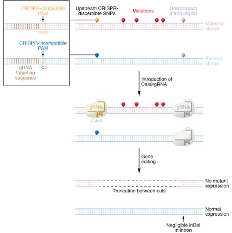 Snp Editing For The Mutation Agnostic Allele Specific Treatment Of Download Scientific Diagram