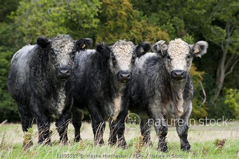 Blue Gray Cattle