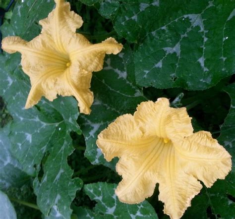 Cinderella Or Fairytale Pumpkinsquash Cucurbita Moschata Etsy