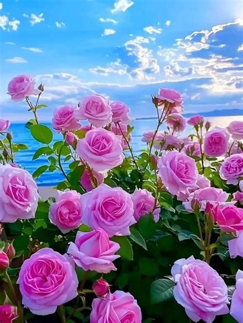 پسران بادغیس Facebook