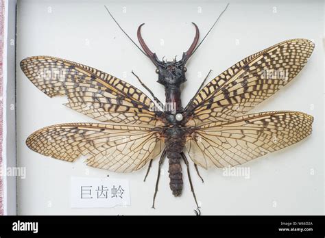 Specimen In Chinese At Linda Daniel Blog