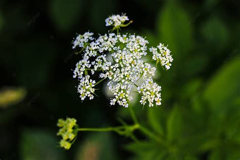 Ground Elder Background Images Hd Pictures And Wallpaper For Free