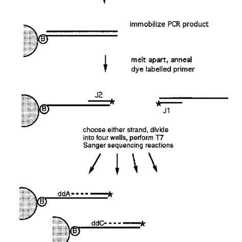 Schematic Drawing Of The Direct Solid Phase Sequencing Concept Used In