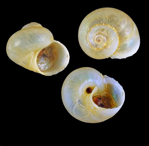 Worms World Register Of Marine Species Photogallery