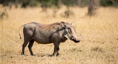 Majestic Warthog In African Savanna Landscape Wildlife And Nature