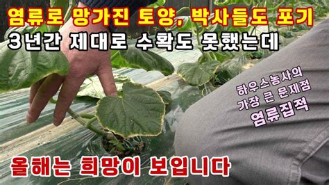 하우스농사의 큰 문제인 염류집적 당장 식물이 잘 자라지 못한다면 오이 재배 Youtube