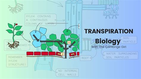Transpiration In Plants Biology Stage 9 Checkpoint And Igcse Biology Youtube
