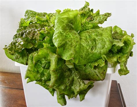 Gaviota And Red Sails Lettuce Kratky Method Mikes Home Garden