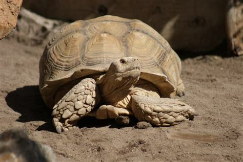 African Spurred Sulcata Tortoise Breed Info Pictures Facts Diet