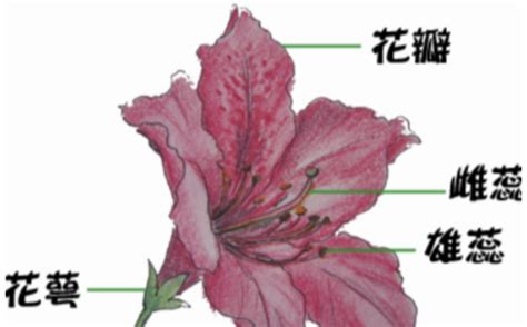 动手造轮子自己实现人工智能神经网络 ann ，解决鸢尾花分类问题golang1 18实现 阿里云开发者社区