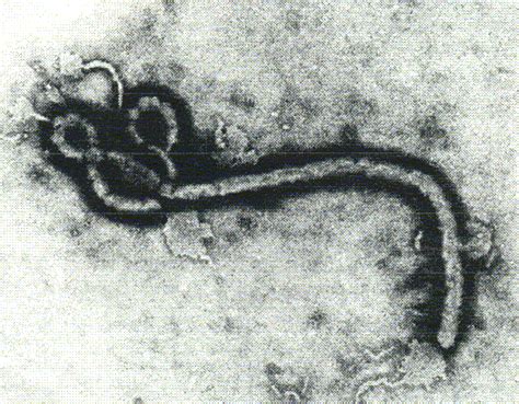 Los Virus La Guía De Biología