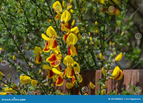 Cytisus Scoparius Lena Ornamental Flowers In Bloom Yellow Red Orange
